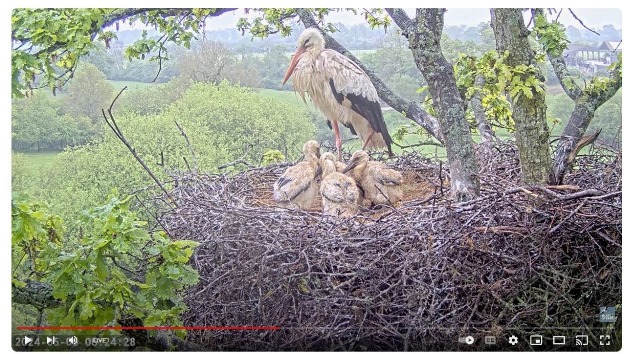 Peeking Into Stork Nests | Weald to Waves