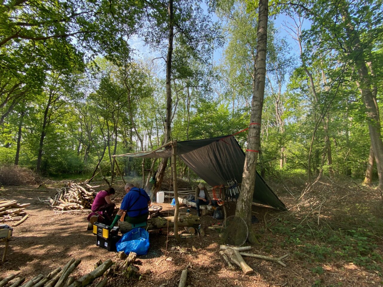 Reviving Woodlands, Reconnecting Communities: Coppicing Returns to ...